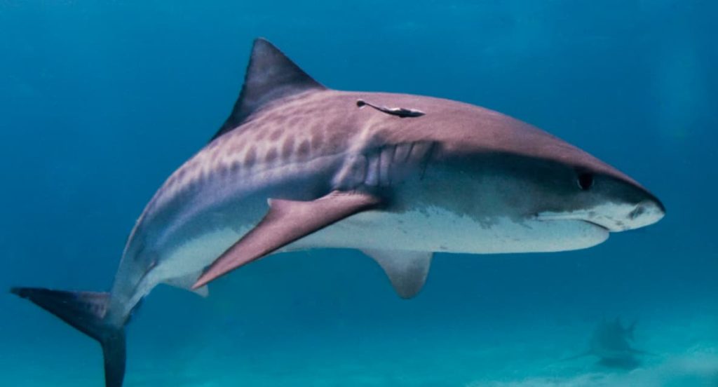 Le top des requins les plus dangereux (Les prédateurs)